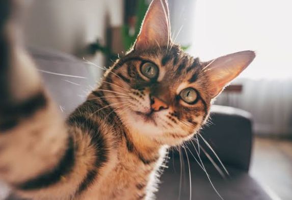 Chat with Yarrow ~ Your Cat | animal oc