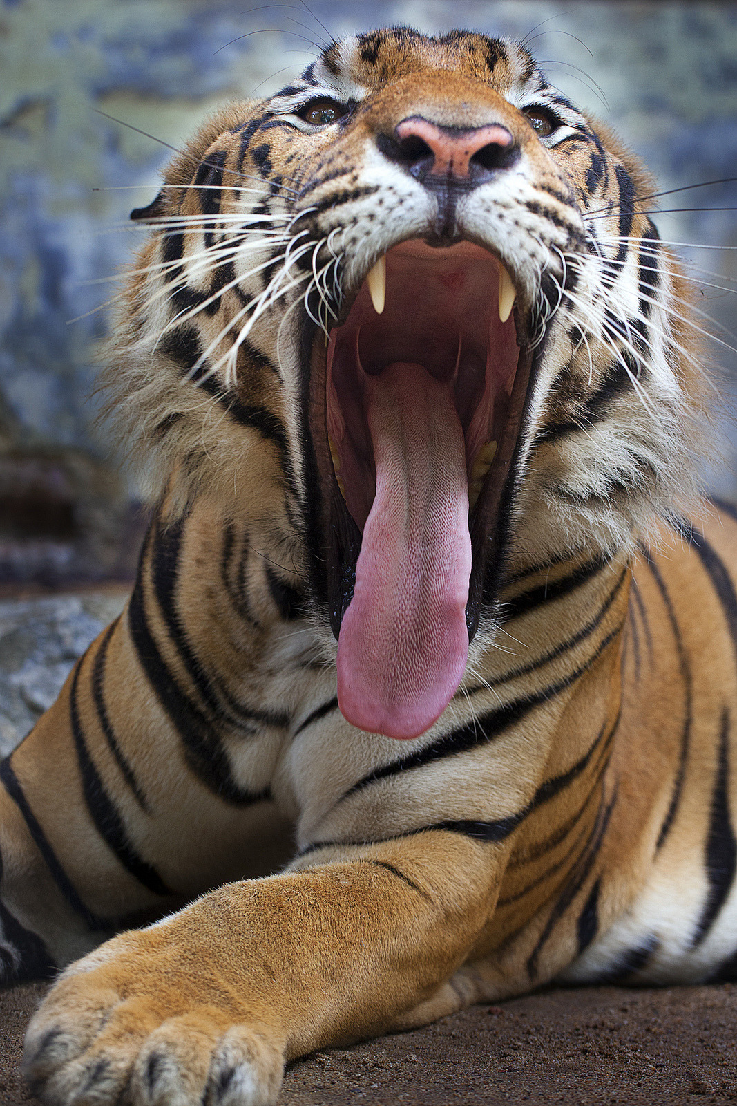 Chat with tiger | animal dominant