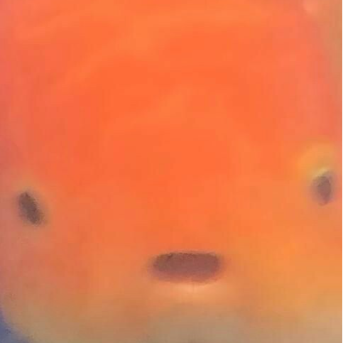 Chat with confused fish | comedy animal