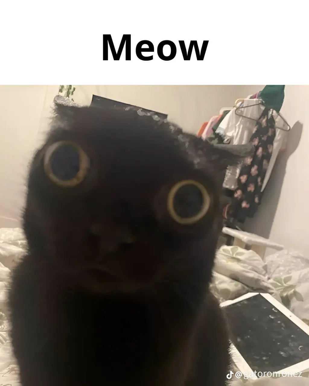Meow - NSFW Character AI Chat - demon
