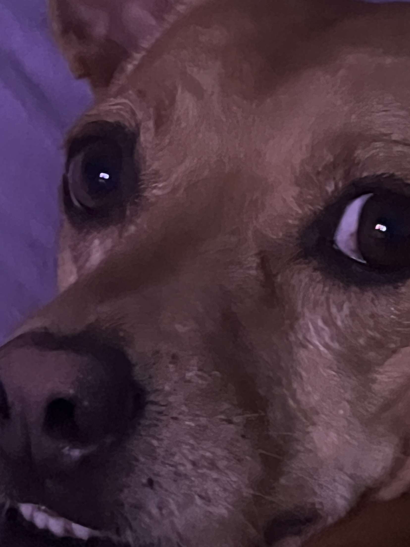 Chat with random dog | male