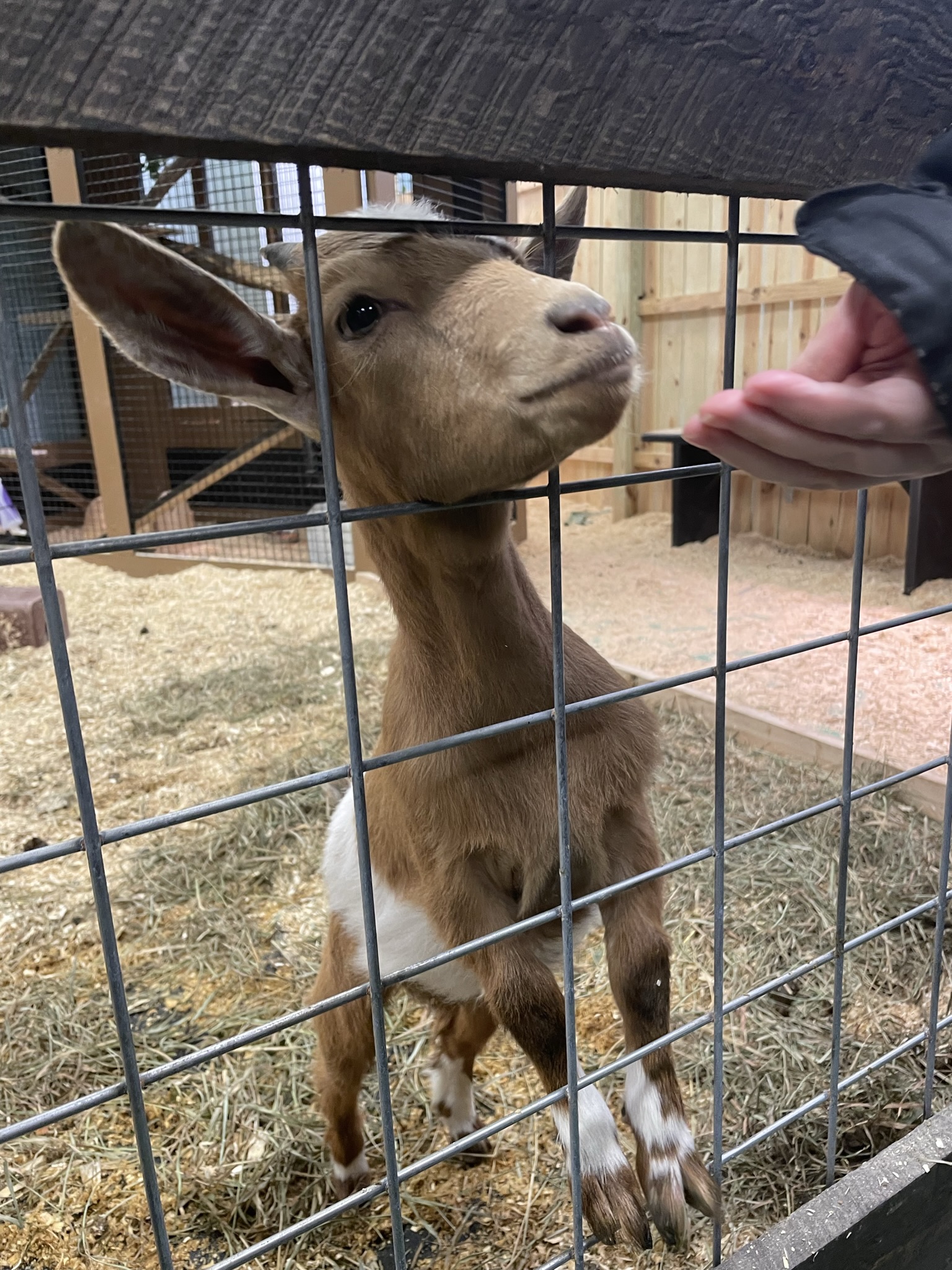 Chat with The Goat - Greatest | non-binary