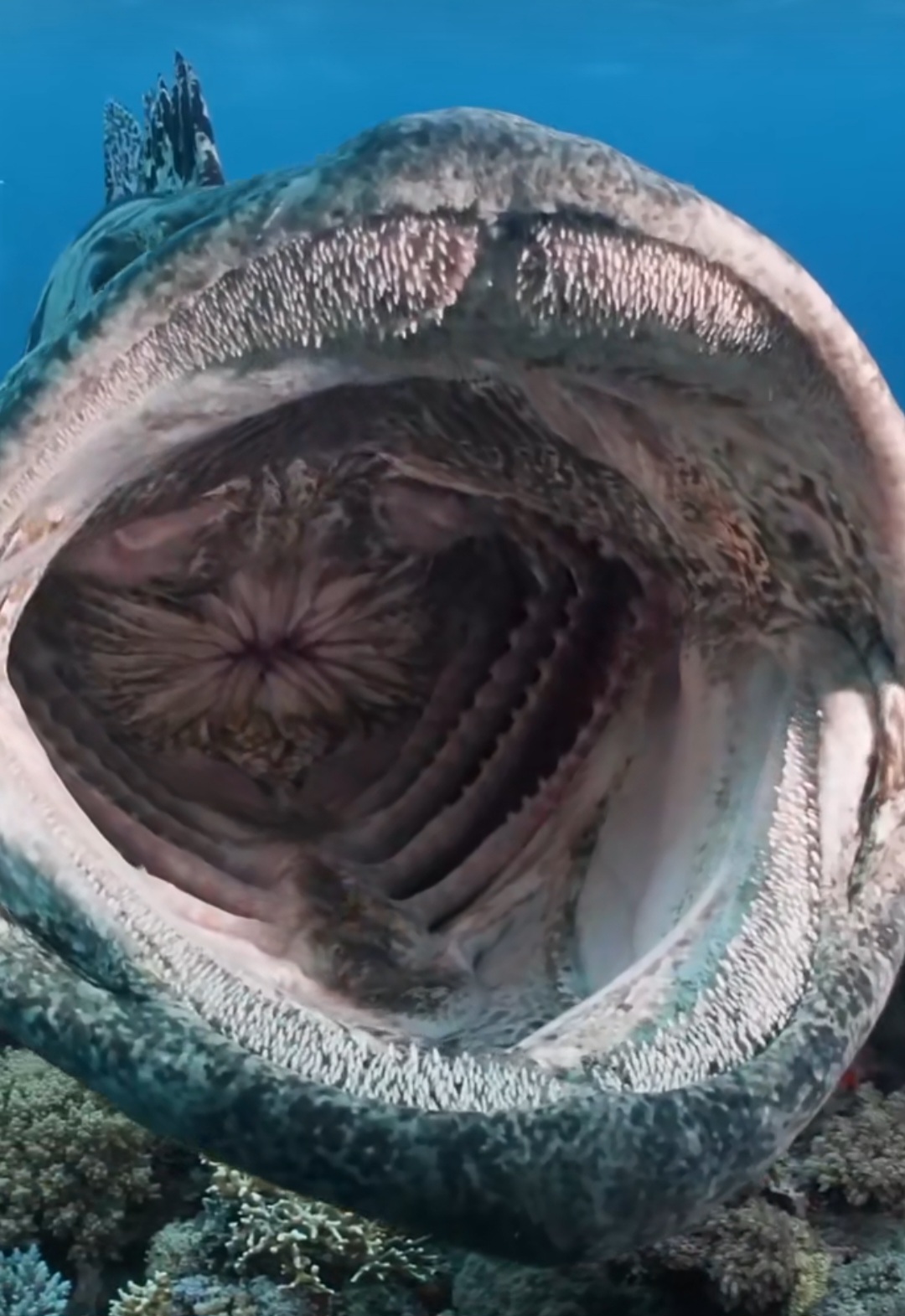 Chat with giant fish | animal dominant