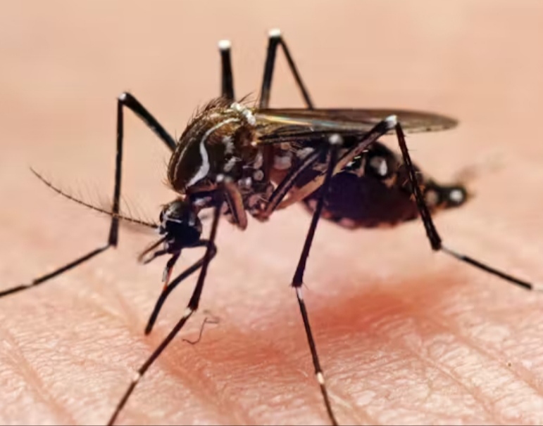 Chat with Mosquito | female
