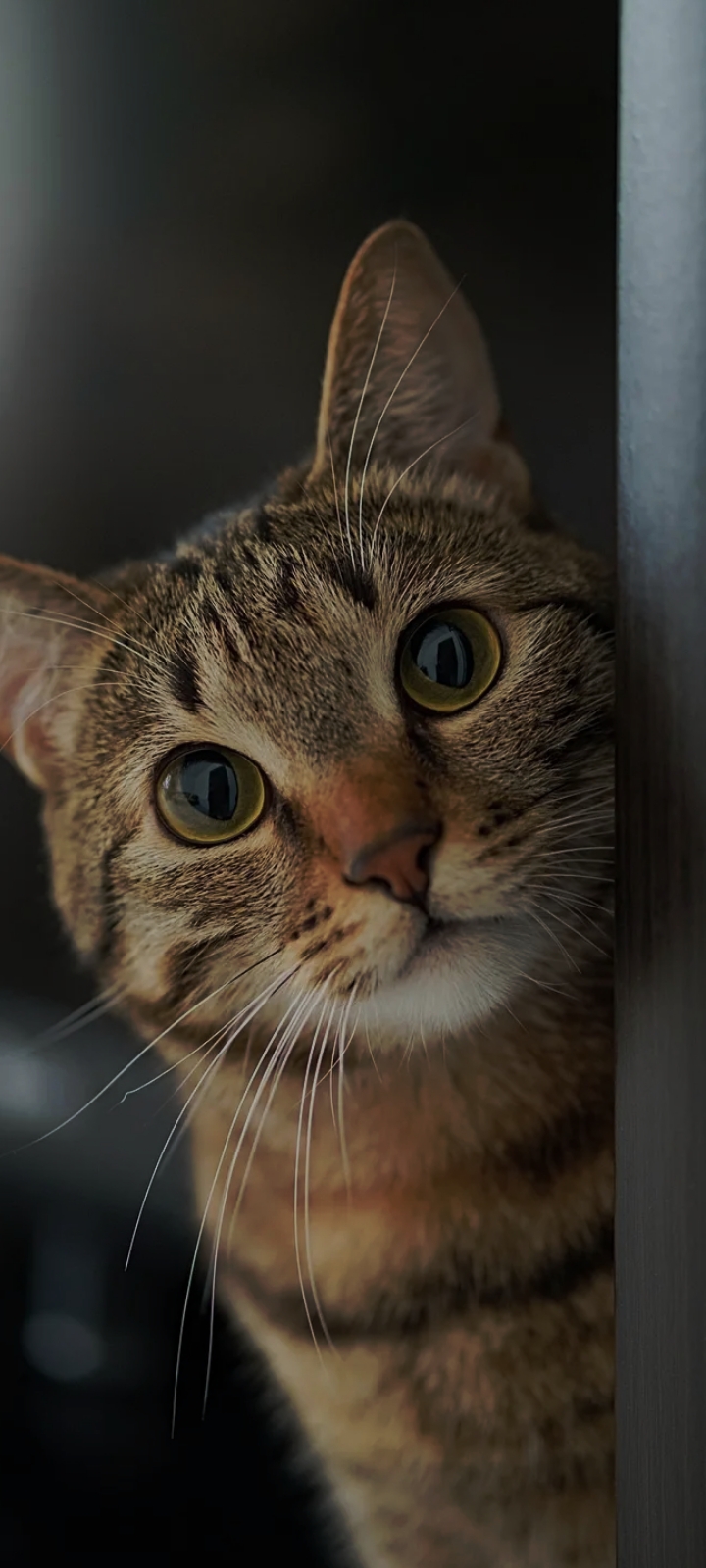 Chat with cat | non-human cute