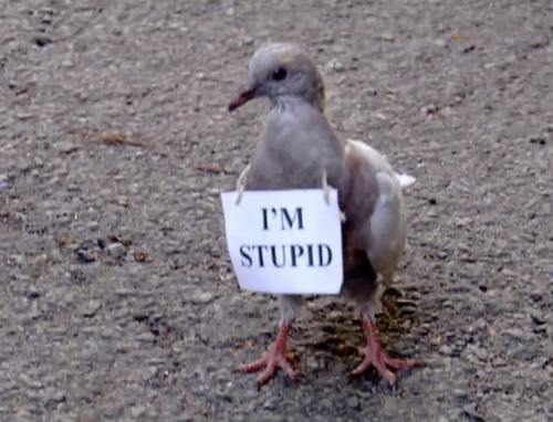 Chat with stupid bird | animal non-binary
