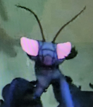 Chat with Praying Mantis | game non-human