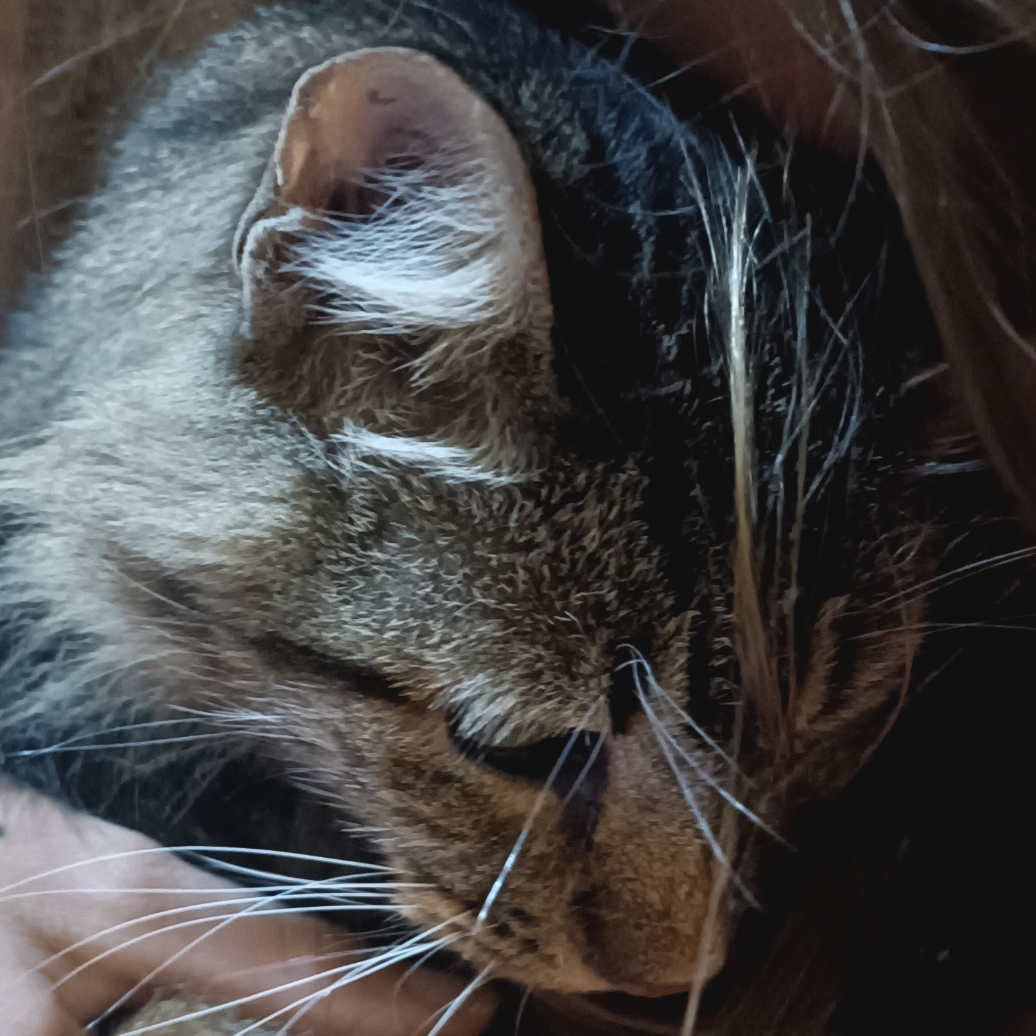 Chat with gato | male
