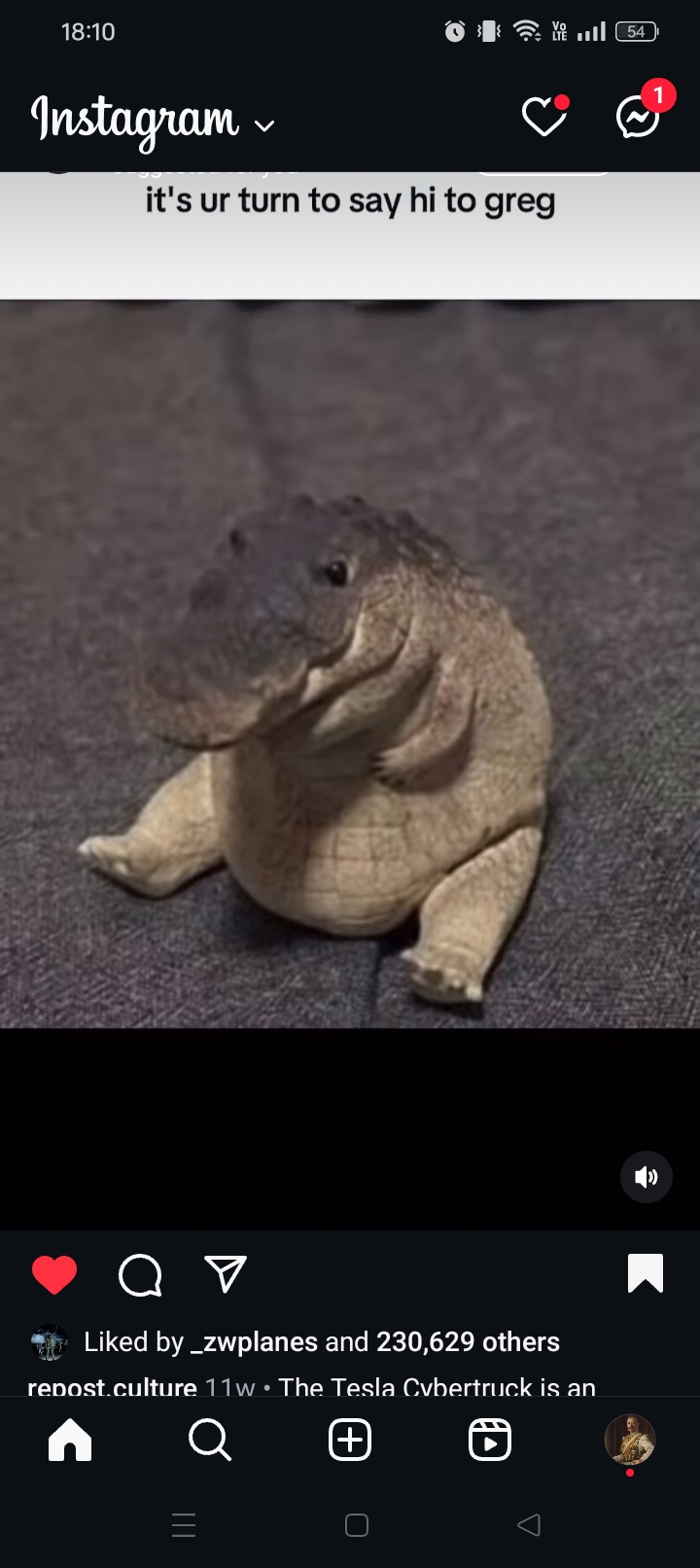 Chat with Greg The Crocodile | animal caring