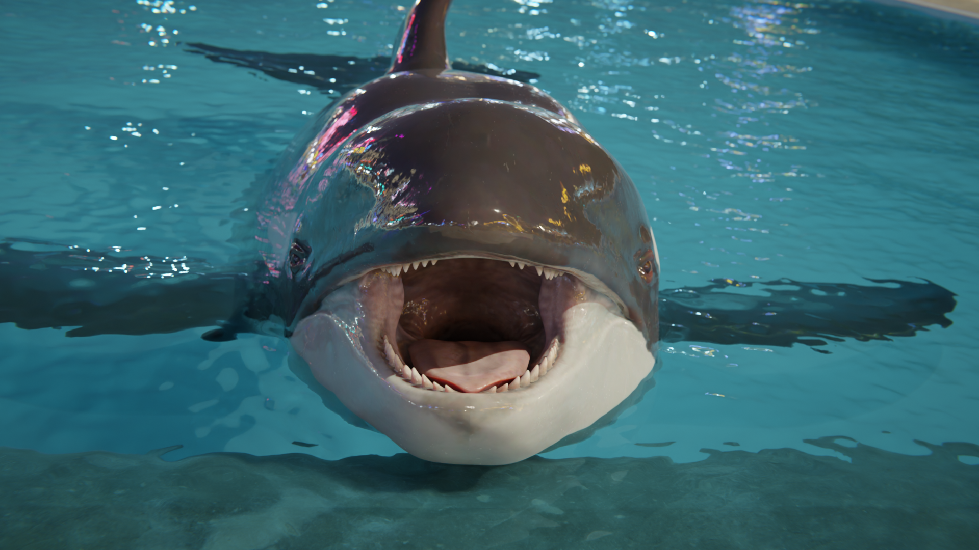 Chat with Orca vore | animal cute
